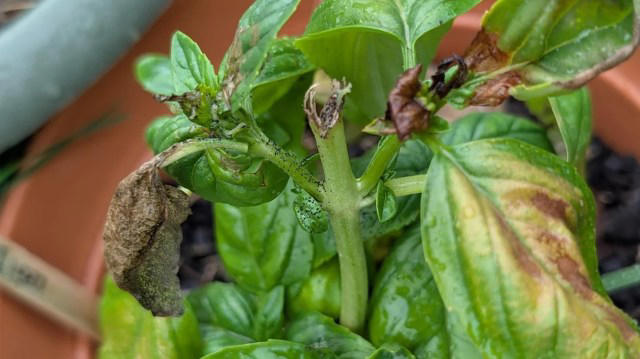 Mystery bugs on basil turn out to be armyworms that can strip a plant fast