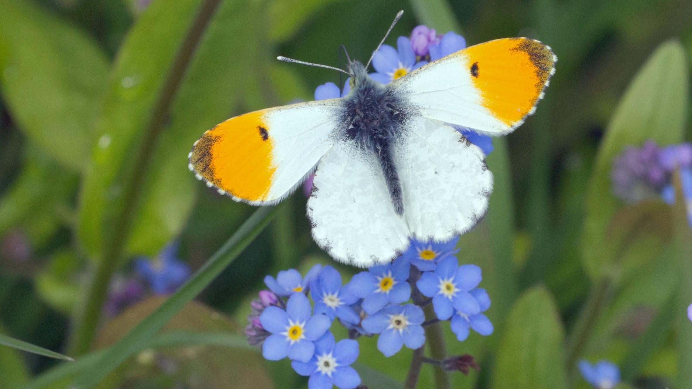 Town pledges to become butterfly friendly