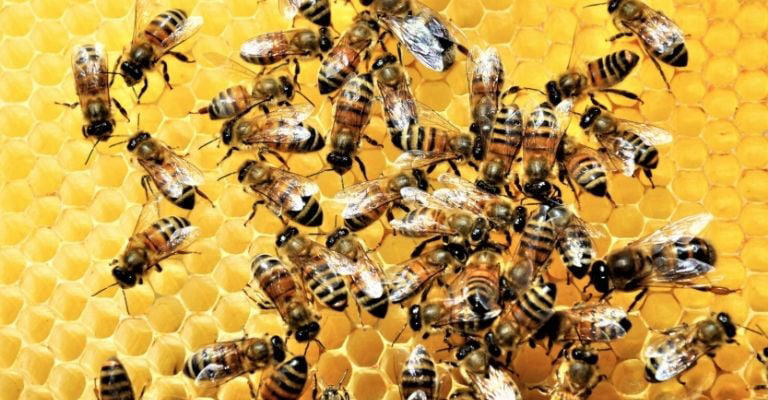 ¿En qué casos puede volverse mortal una picadura de abeja? Magistrada ...