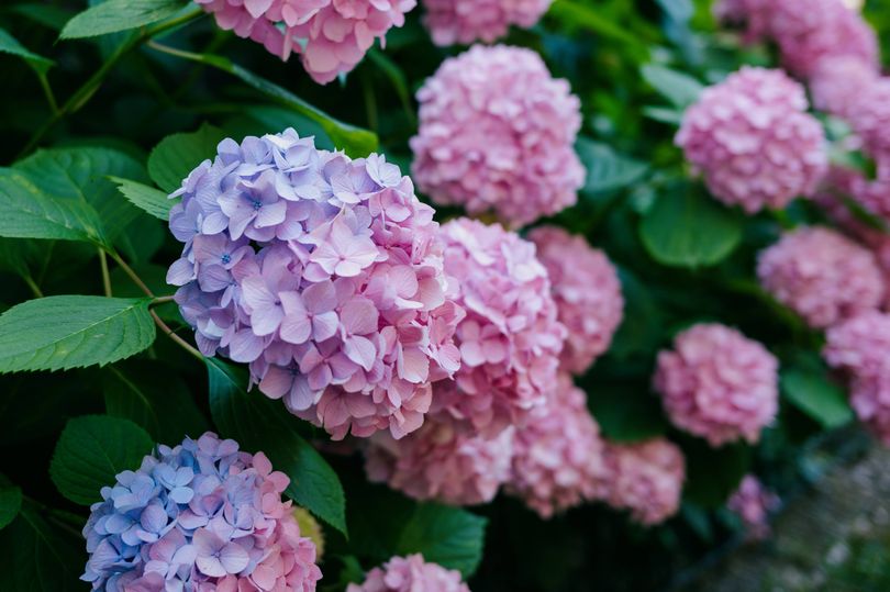 Change hydrangea colours in one season with easy soil method