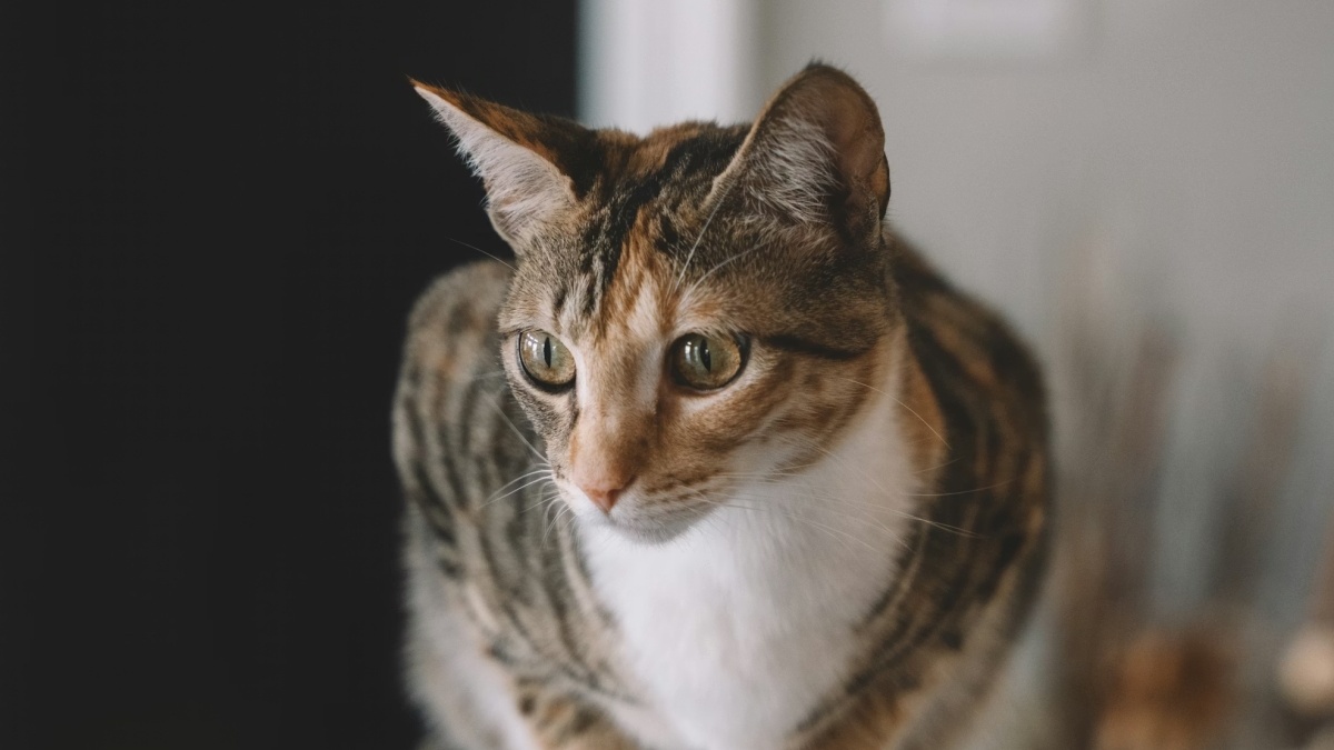 7 signs your cat misses you when you're not around