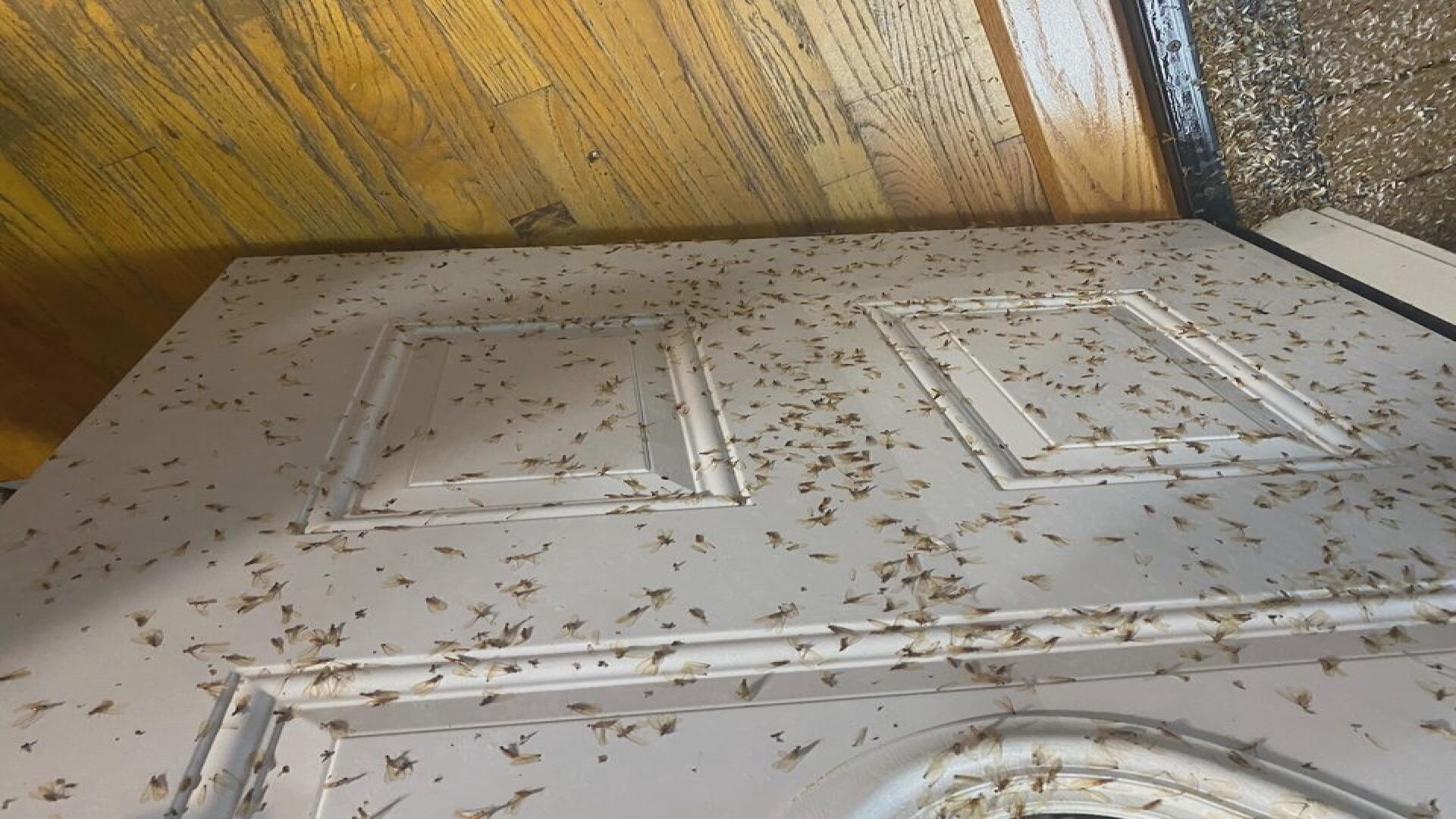 Mississippi State University entomologist discusses how to deal with ...