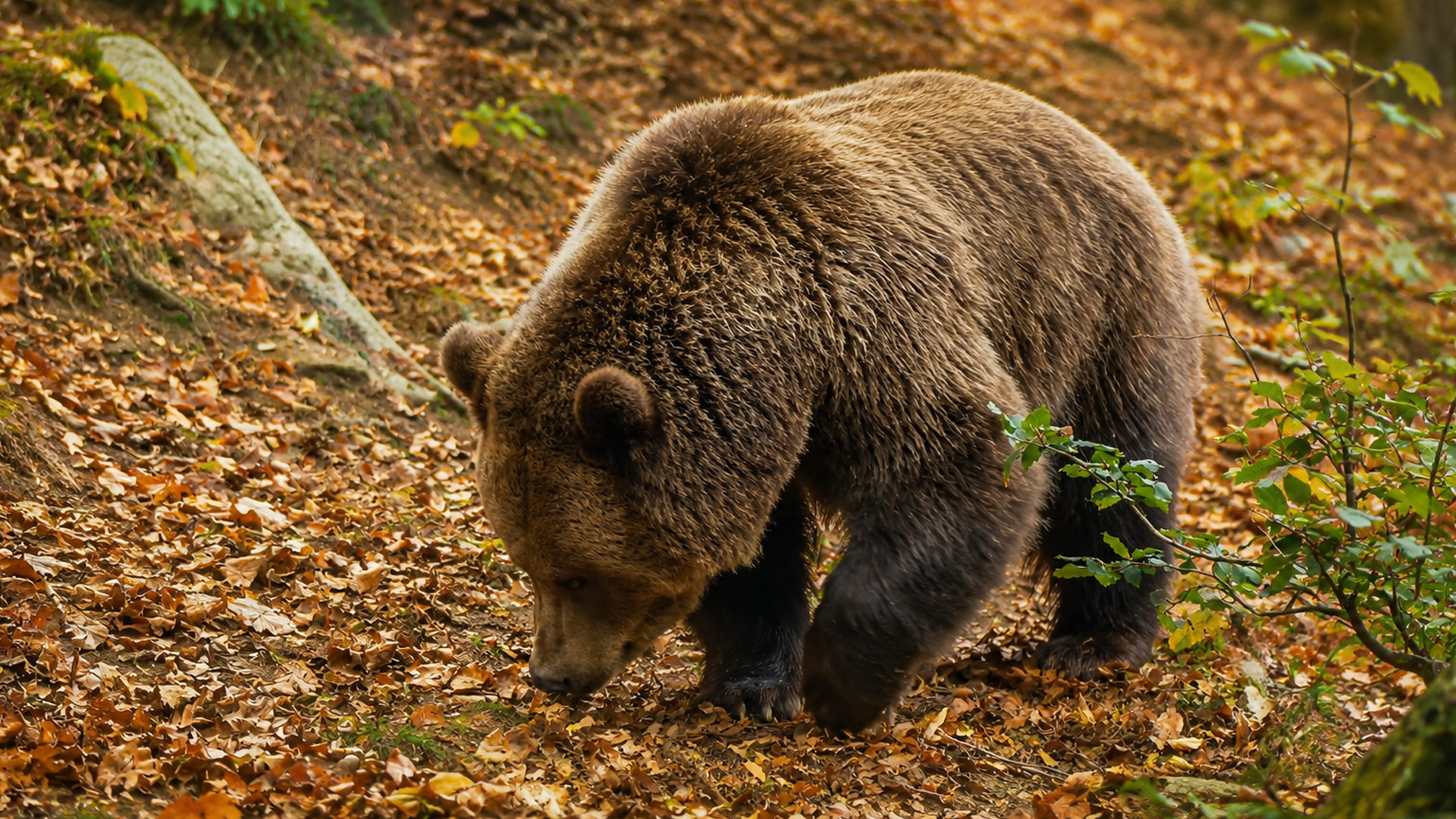 Une caméra cachée capture de près l'activité d'un ours brun