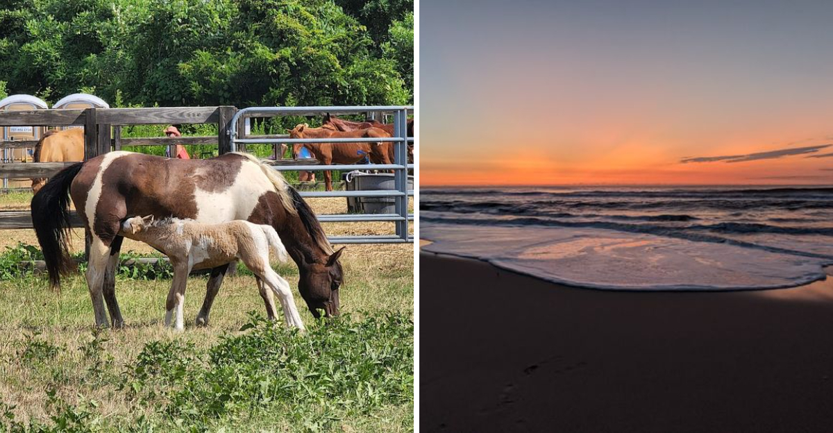 This Virginia coastal trail is the best place to spot wild ponies in ...