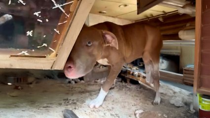 Dog who lived in abandoned trailer is a 12/10 good boy