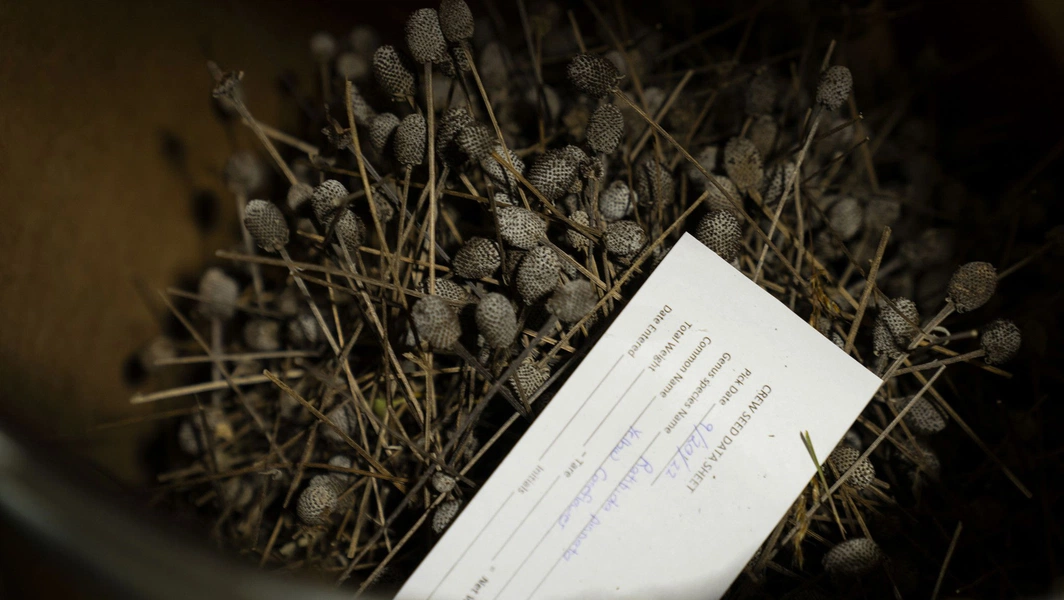 Native plants reshape gardens and boost nursery business