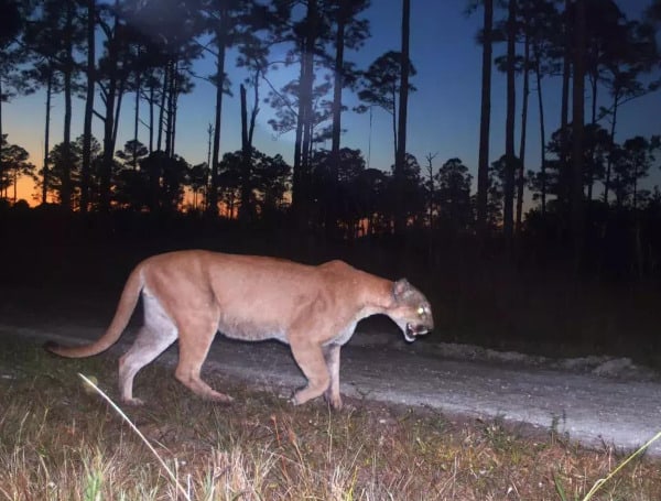 Two Florida panthers killed in vehicle collisions just hours apart
