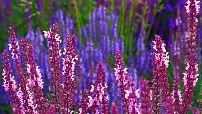 Why this plant is quietly replacing lavender