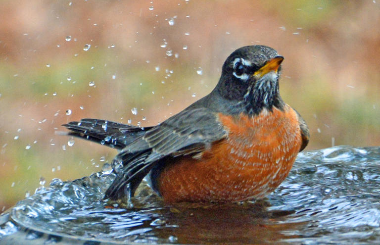 How do you get robins to come to your yard?