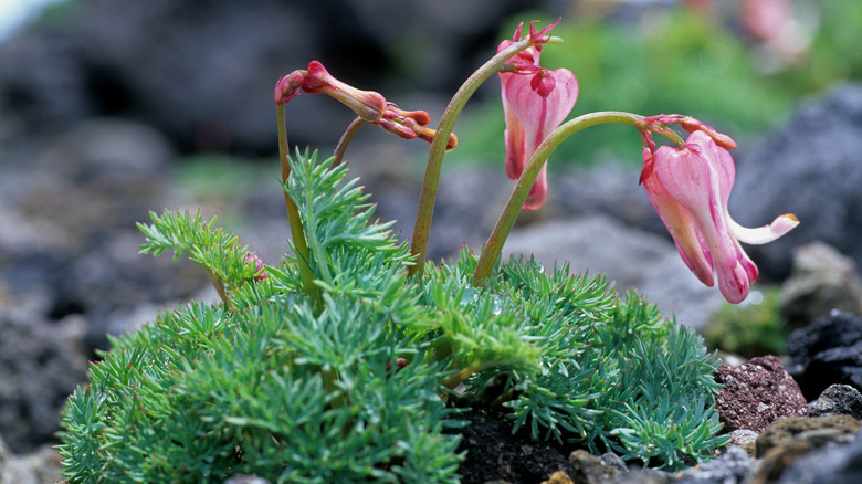9 problems with bleeding heart flowers to watch out for