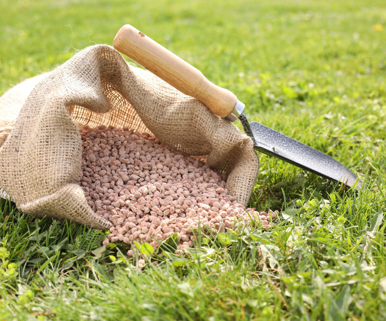 Lawn care 101: Everything you need to know to grow lush, vibrant grass