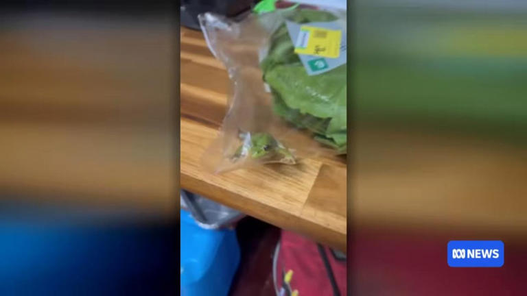 Watch: Live frog found inside bag of lettuce from grocery store