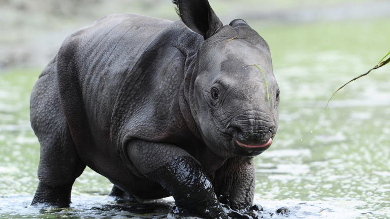 This trending footage of a newborn rhino is winning the internet