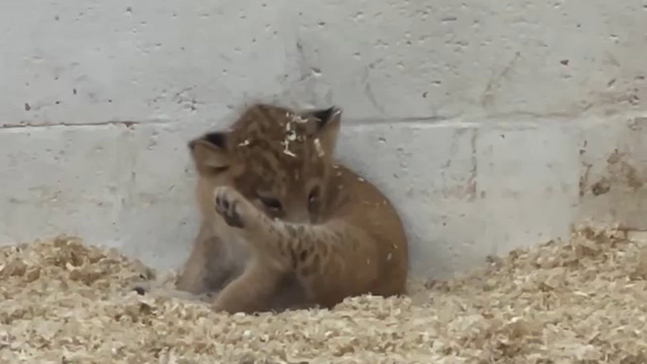 Meet the cutest lion cub just born at the Pittsburgh Zoo