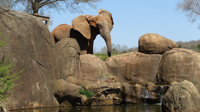 The 5 best elephant exhibits at US zoos, according to reviews