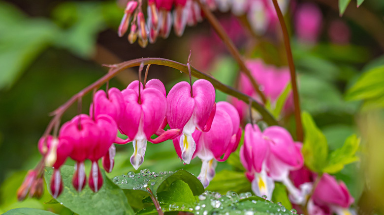 9 problems with bleeding heart flowers to watch out for