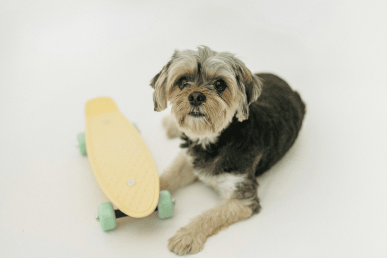 Experts reveal the emotional reason dogs bring you random objects
