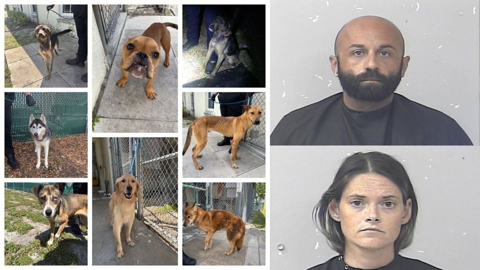 Tip leads police to 8 starving, dehydrated dogs and 2 arrests in Port ...