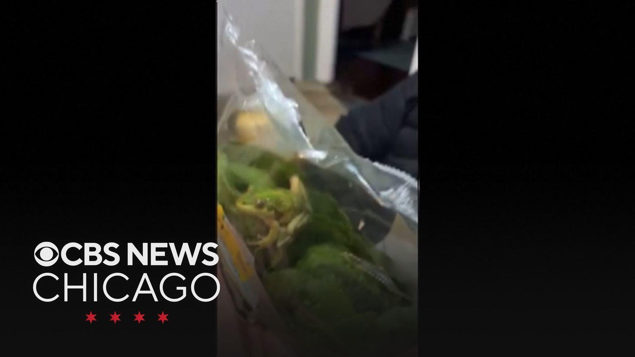 Australians find tree frog sealed in bag of salad