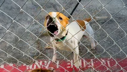 No one got close to aggressive dog except for one guy
