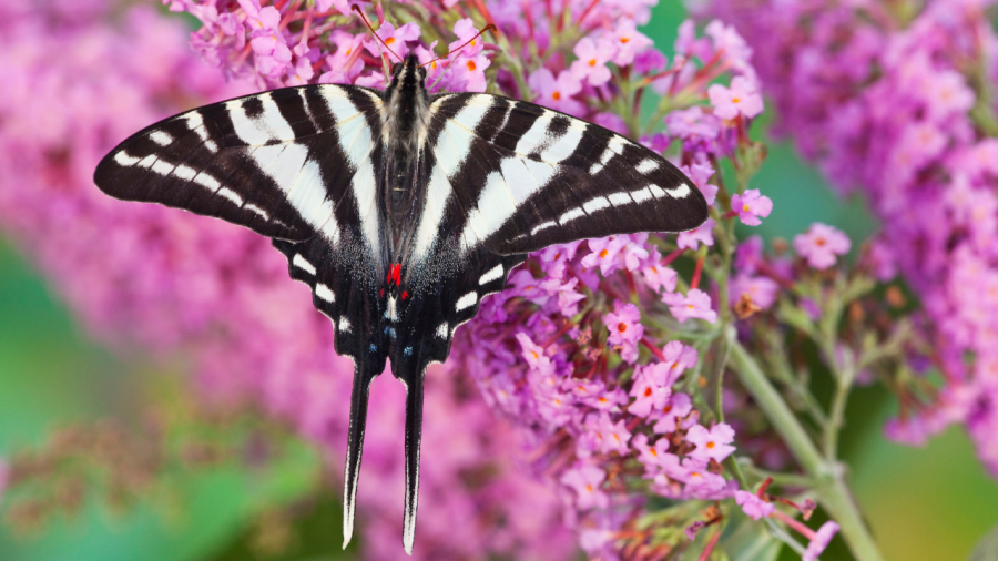 Zebra swallowtail could become Ohio’s official state butterfly