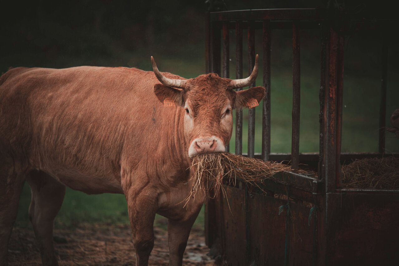 Seaweed study unlocks surprising solution for cattle nutrition and ...