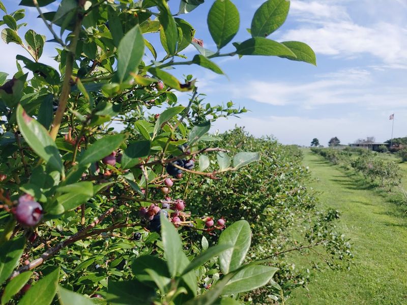 This Oklahoma fruit trail turns summer into one giant pick-your-own ...