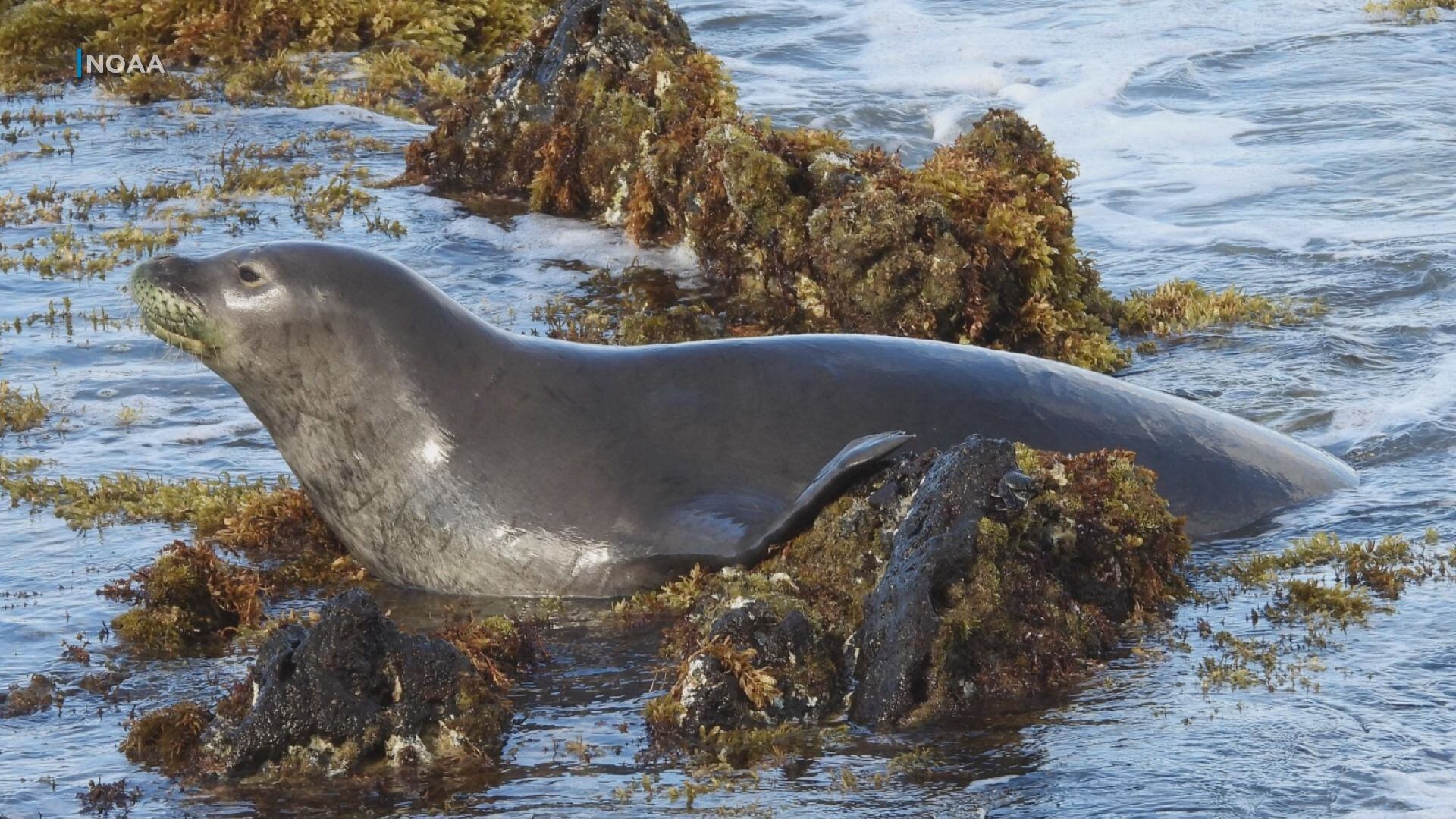 Wildlife officials identify Hawaiian monk seal found dead off Nanakuli ...