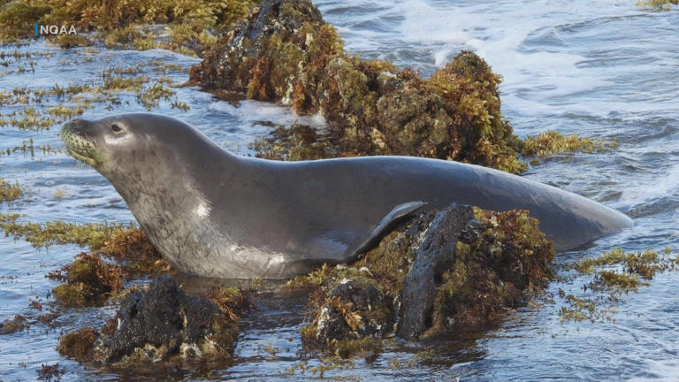 Wildlife officials identify Hawaiian monk seal found dead off Nanakuli ...