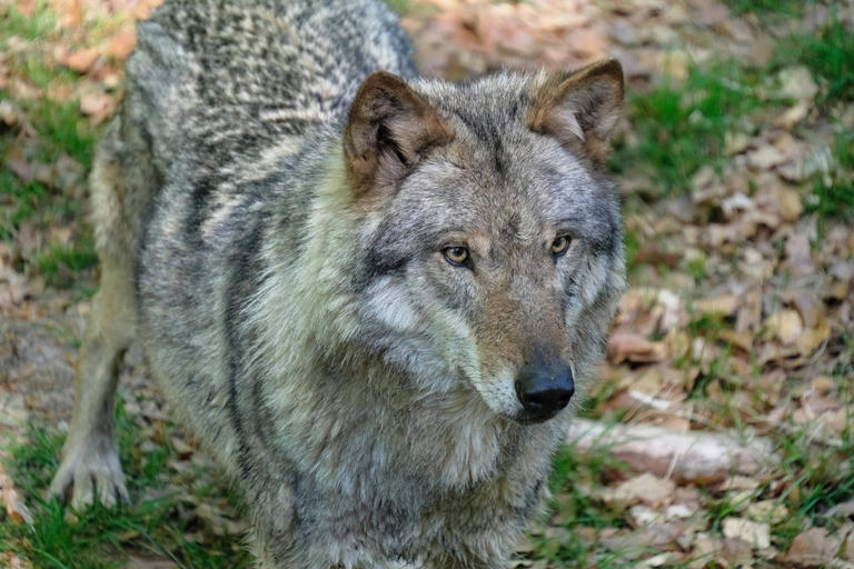 Die Furcht wächst! Kommt der Wolf nach Sylt?