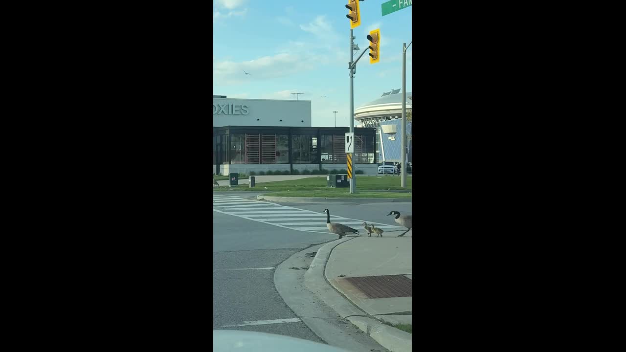 Canada goose family stops traffic during peaceful street crossing