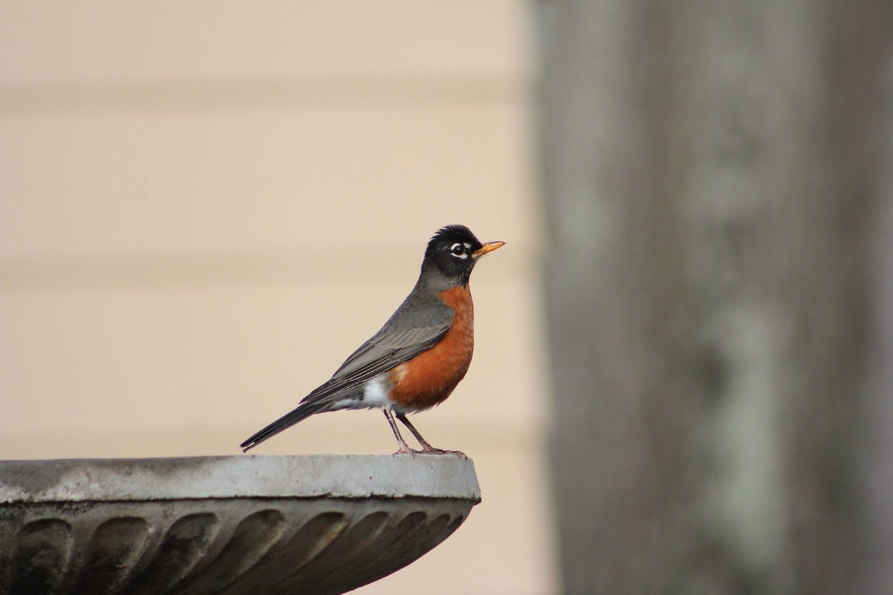 Common birds found in everyday backyards and gardens