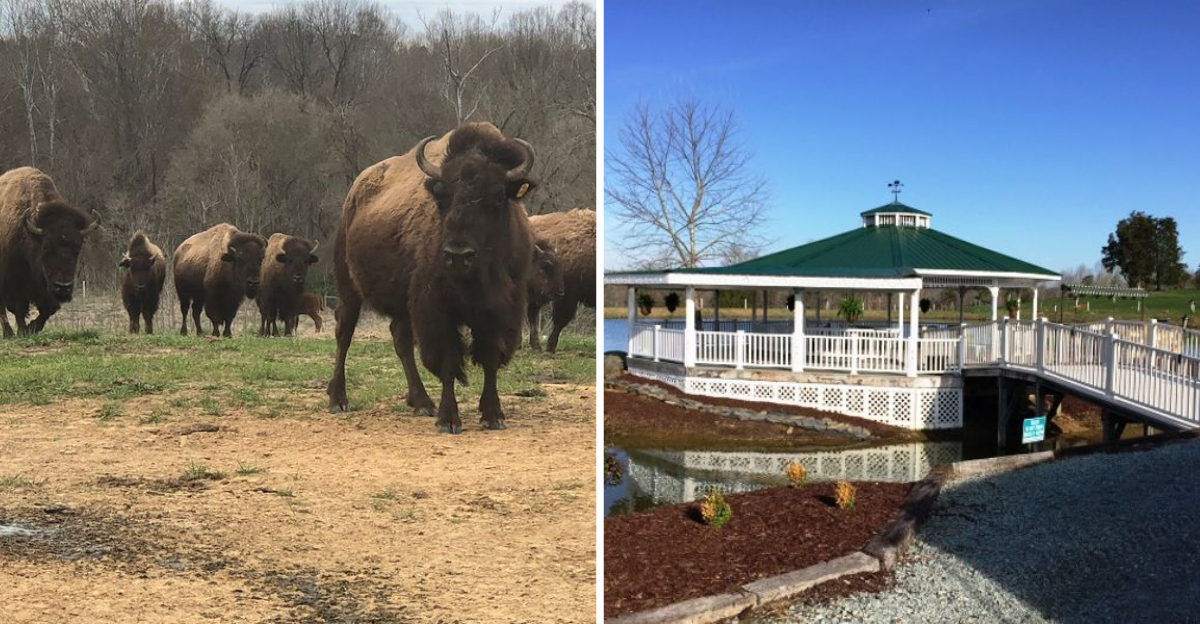 This North Carolina farm raised cows at first then it switched to bison ...