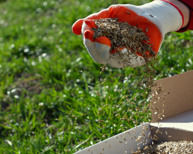 Lawn care 101: Everything you need to know to grow lush, vibrant grass