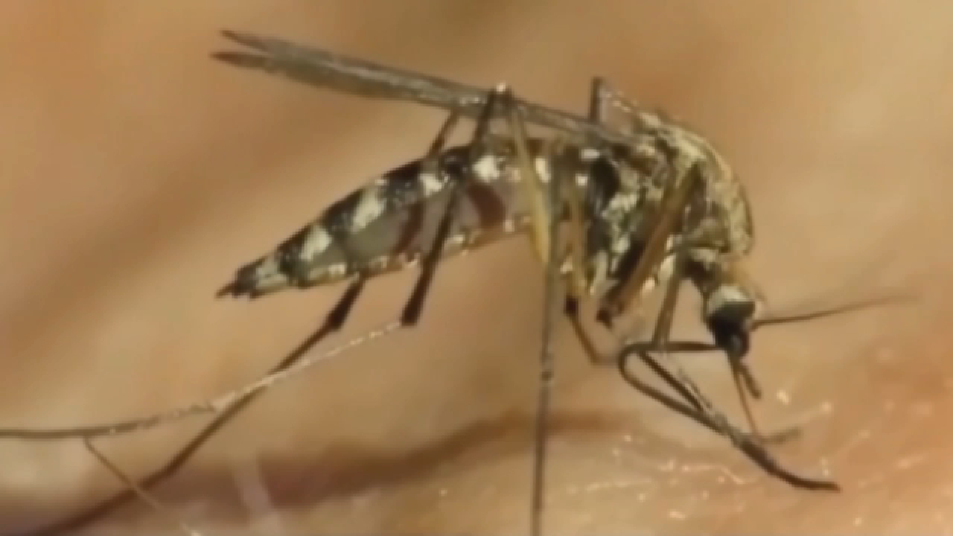 First West Nile case in Texas for 2026 confirmed to be in Harris County ...