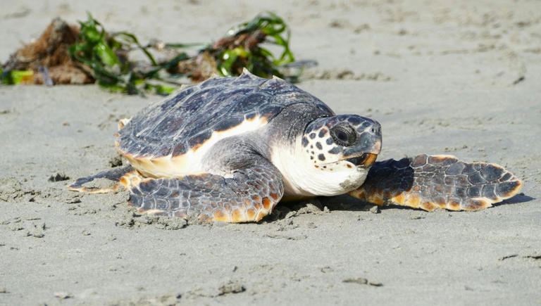 Scientists still can't explain these common animal behaviors that ...