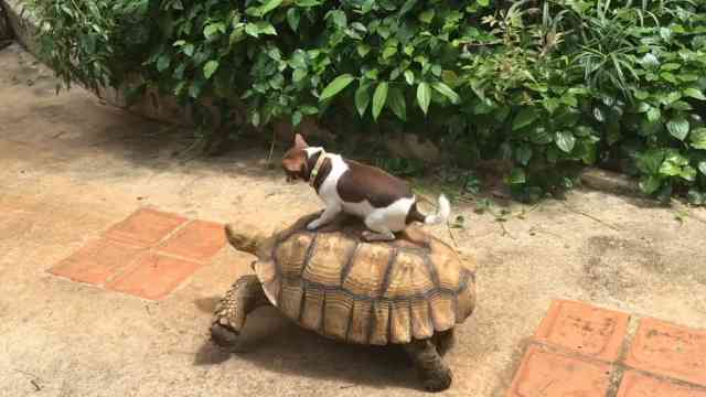 Dog gives turtle an unexpected ride