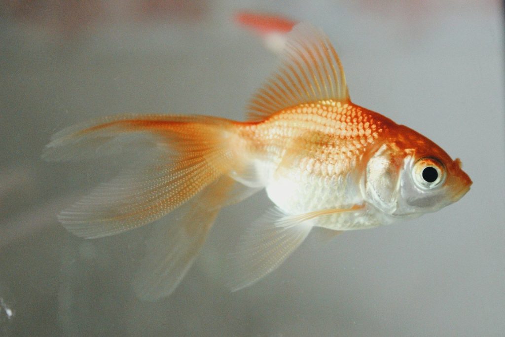 6 animals you should never release into the wild for any reason
