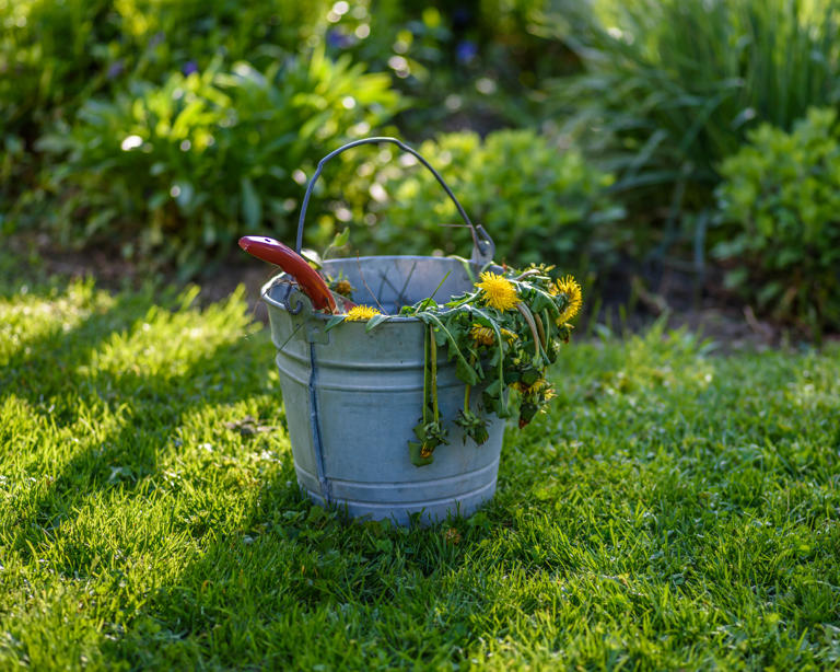 Lawn care 101: Everything you need to know to grow lush, vibrant grass