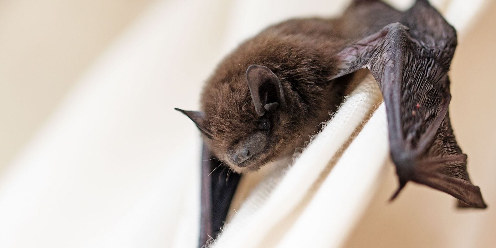 Rabid bat found in open space in northeast Fort Collins