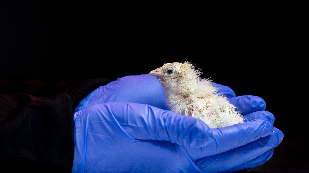 Texas company hatches live chicks from artificial eggs in breakthrough ...