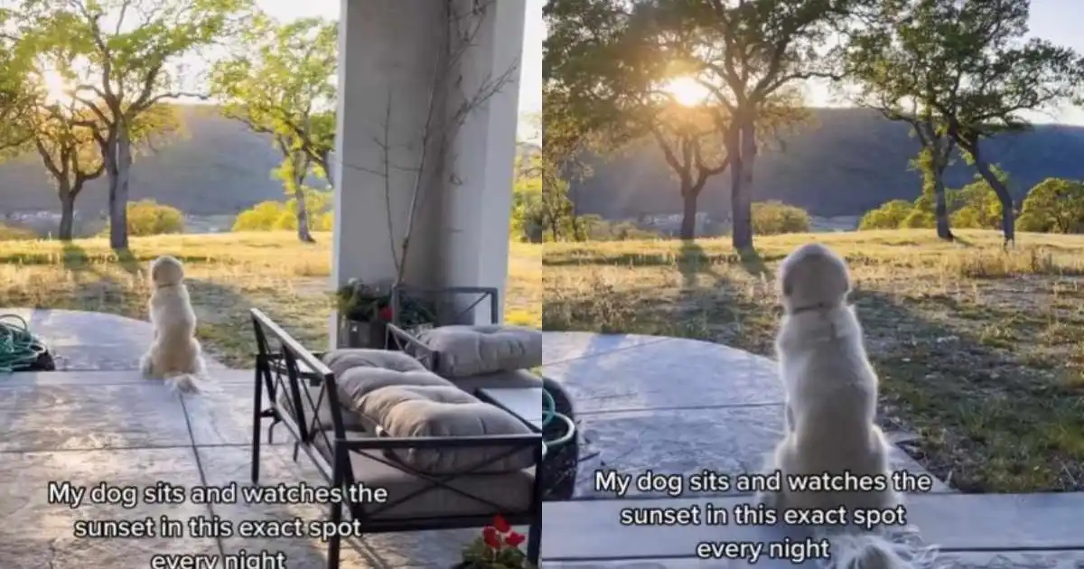Golden retriever gets lost watching the sunset like he's actually human