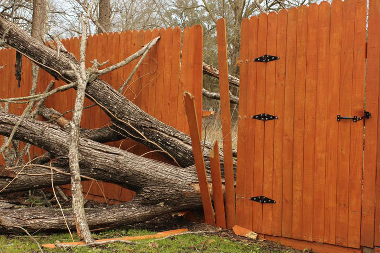 Your legal UK rights if neighbour's tree or hedge breaks your garden fence