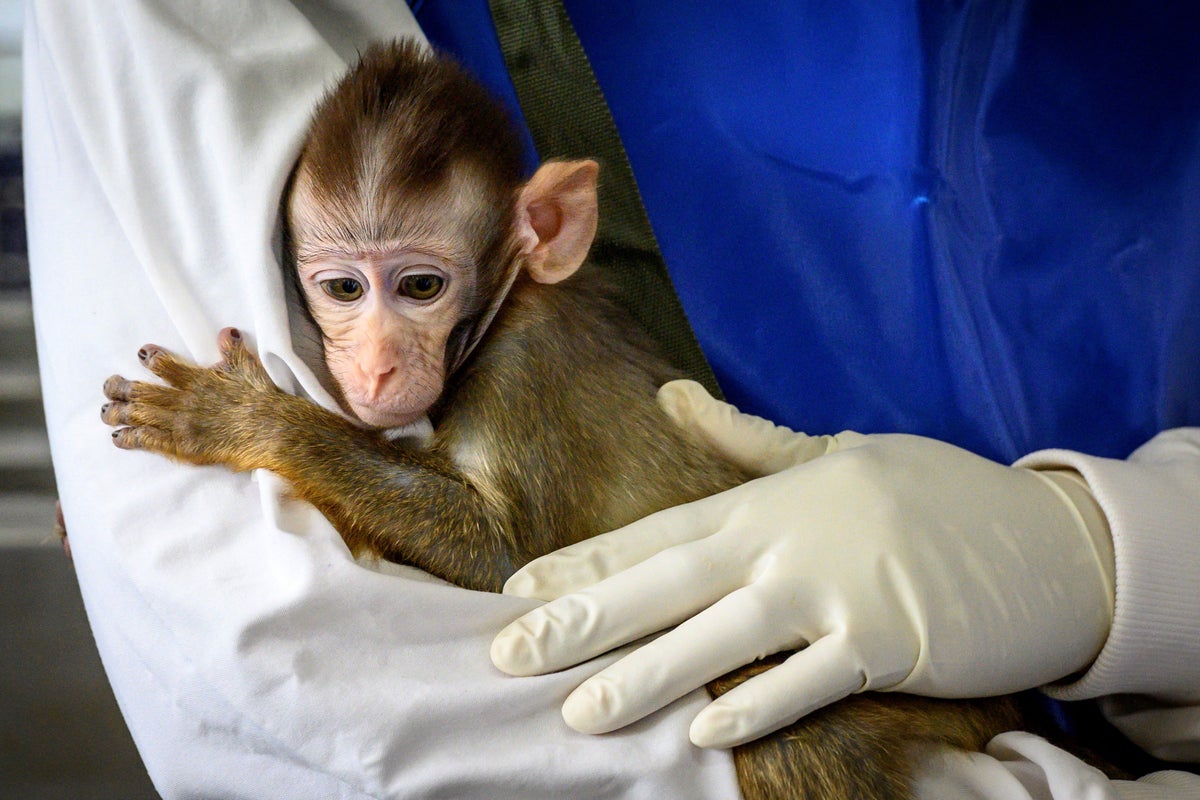 Report: Primate sales on US social media are surging nationwide