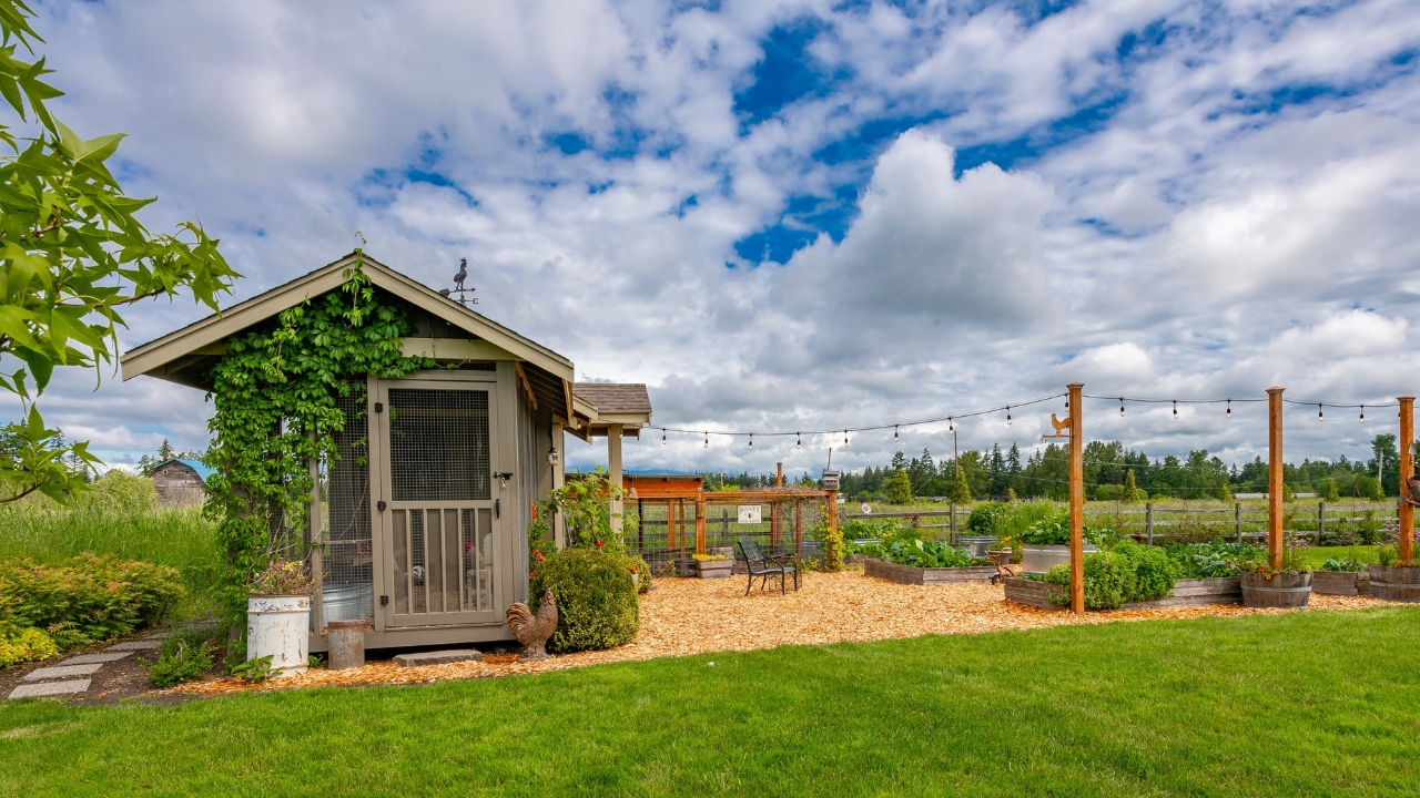 Backyard chickens on a budget: What you can skip (and what you can’t)