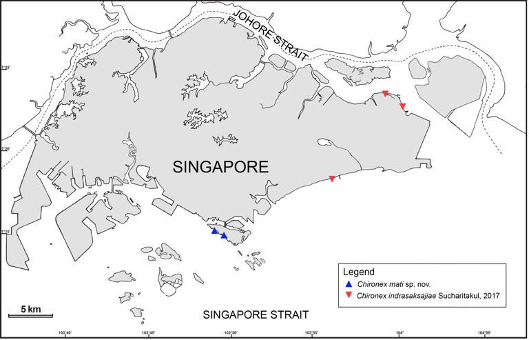 Deadly, highly venomous box jellyfish discovered near Singapore is a ...