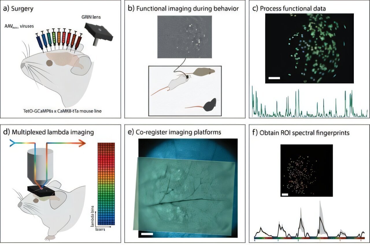 A new imaging approach captures brain activity across nine cell types ...