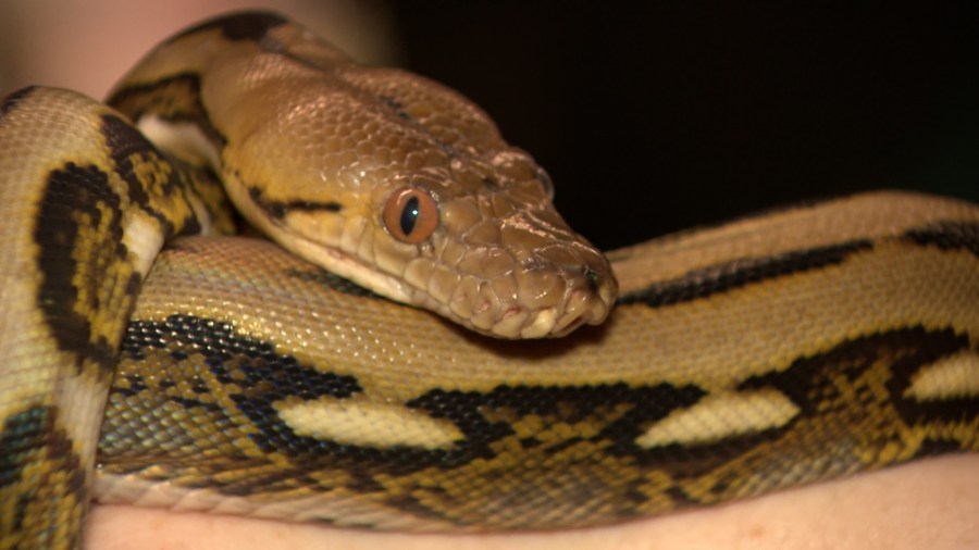 New python at Fort Wayne Zoo