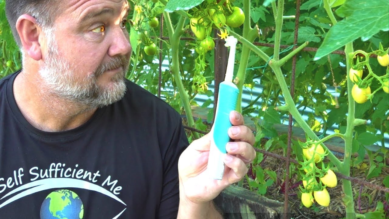 Why your tomato plants aren't setting fruit (and how to fix it!)