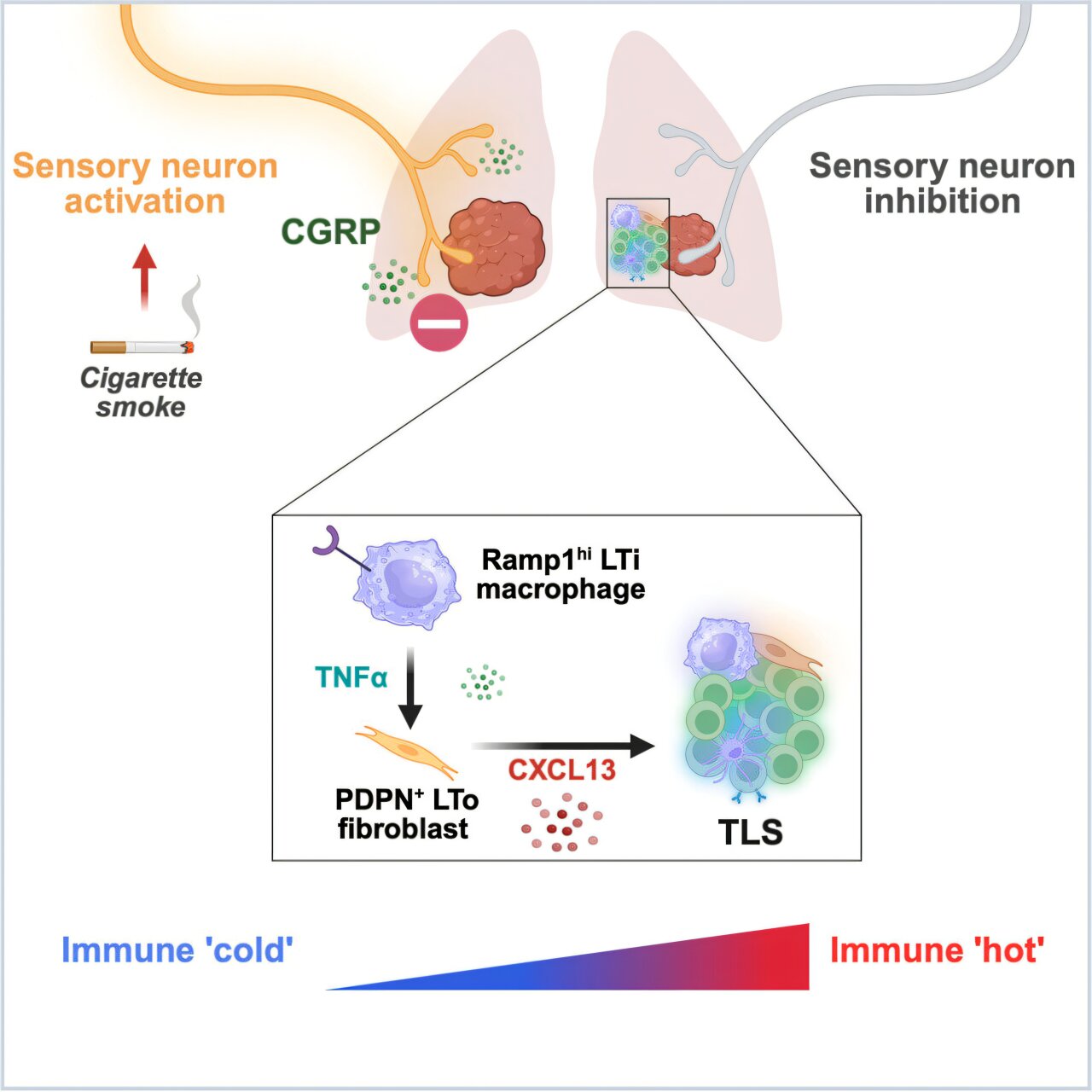 Nervous system helps lung cancer evade the immune system, study reveals